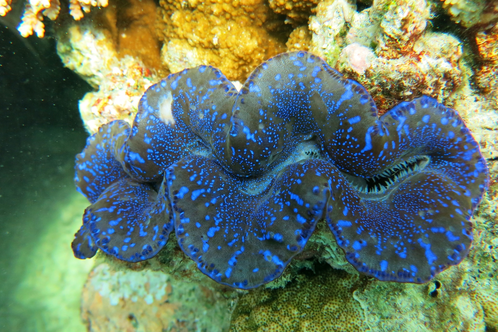 Tridacna maxima