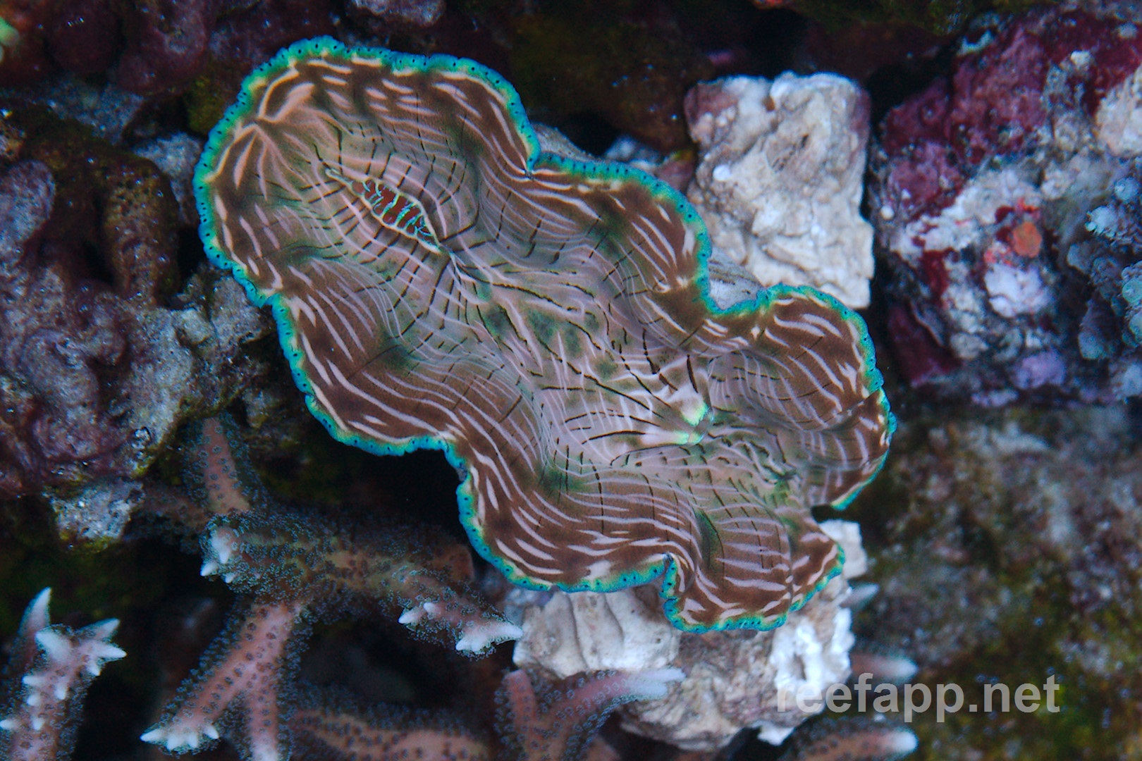 Tridacninae (Giant clams)