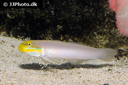 Valenciennea strigata (Blueband goby)