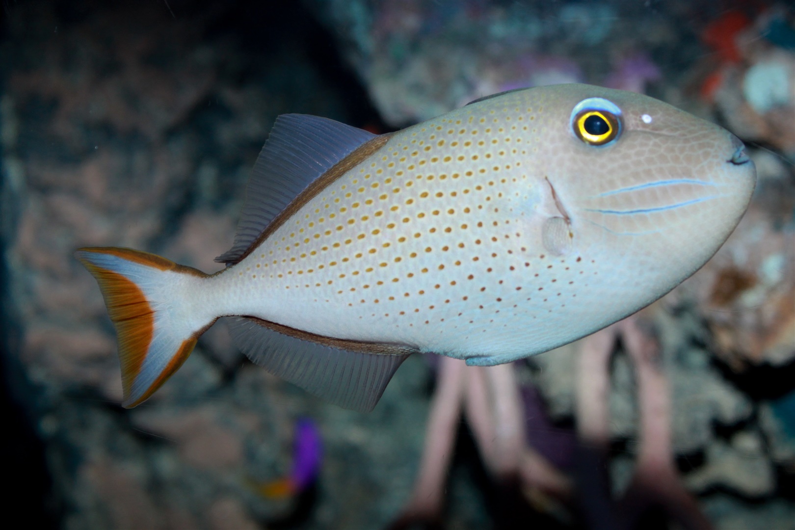 Xanthichthys ringens (Sargassum triggerfish)