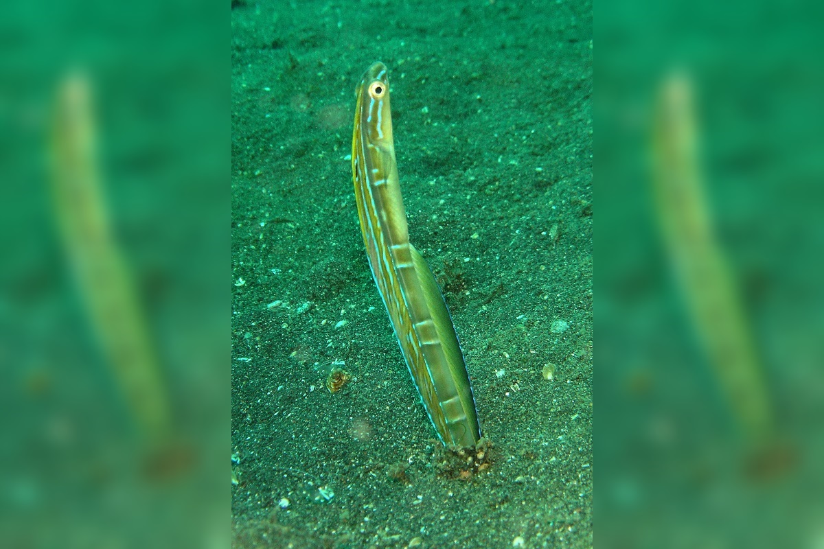 Xiphasia setifer (Hairtail blenny)