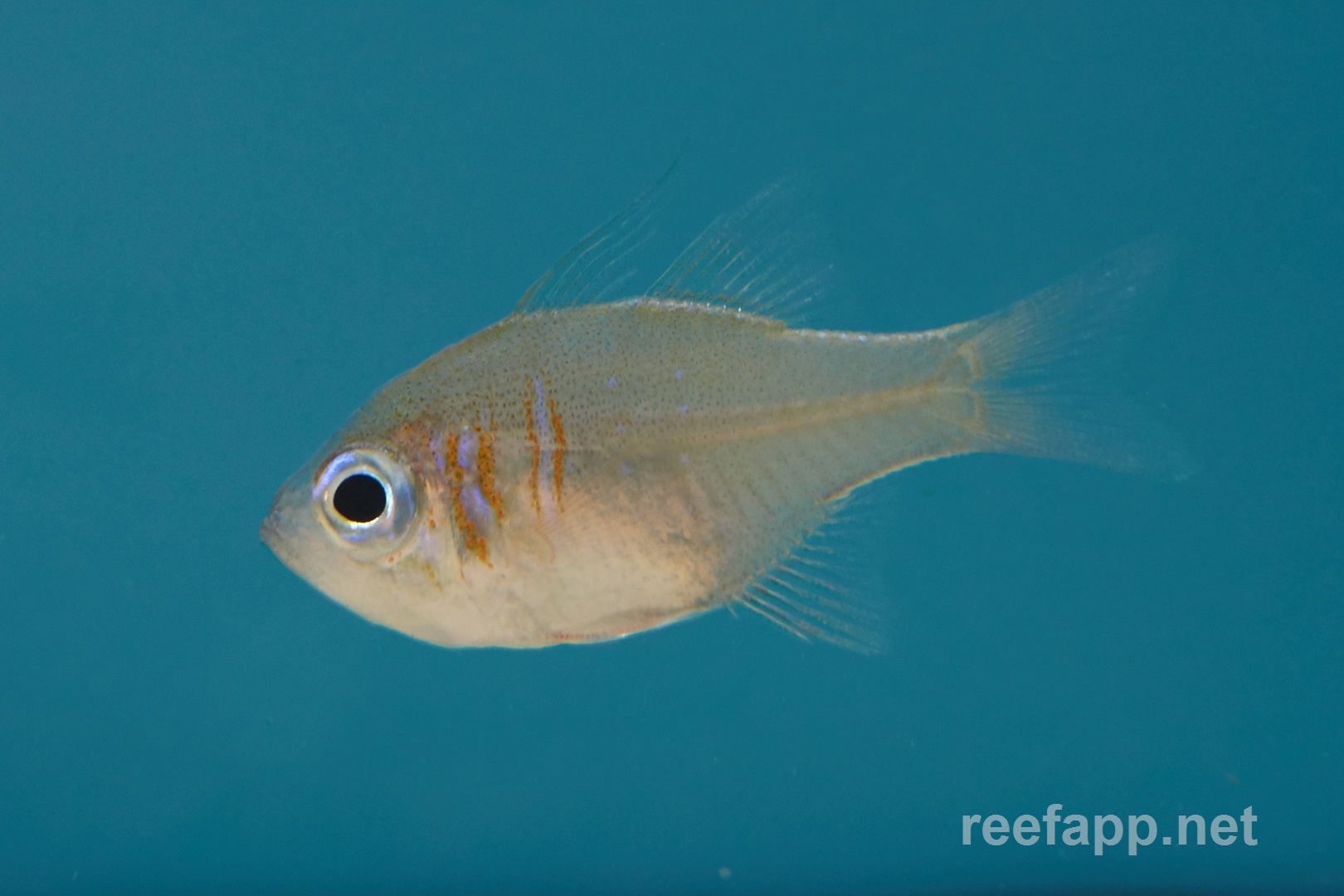 Zoramia leptacantha (Threadfin cardinalfish)